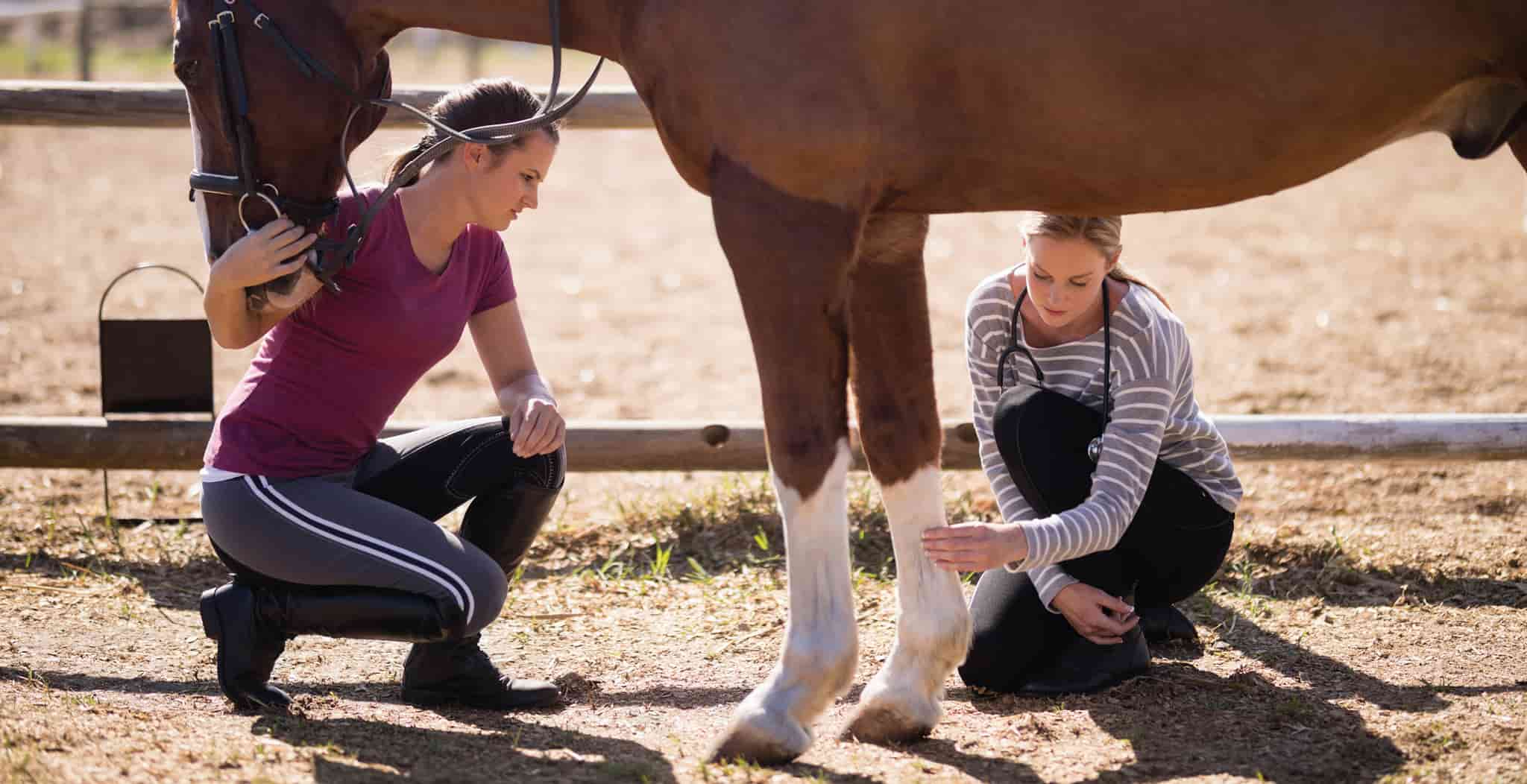 Inflammation in horses | Treatments and Results of Advanced Magnetism ...