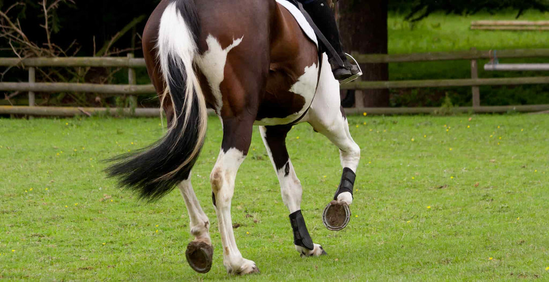 Stifle injuries in horses | Causes, symptoms and treatments – StreamZ ...