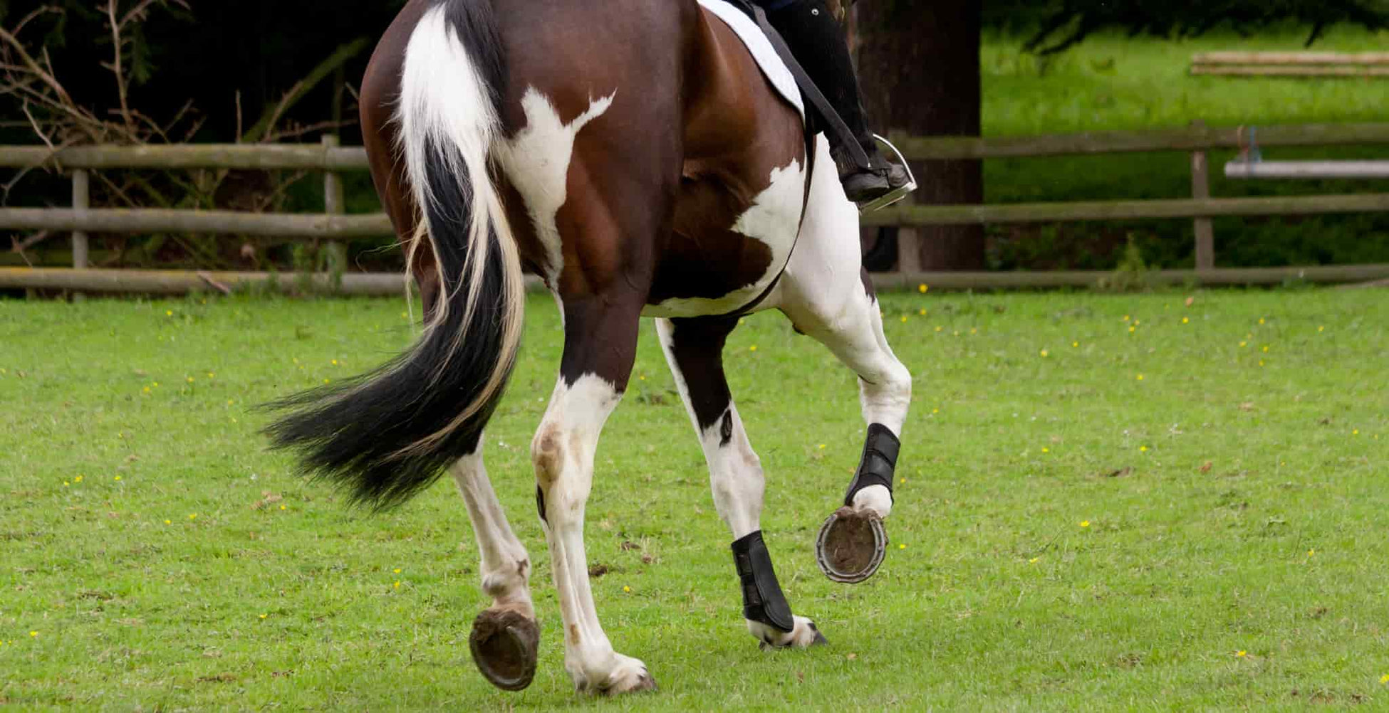 Stifle injuries in horses | Causes, symptoms and treatments – StreamZ ...