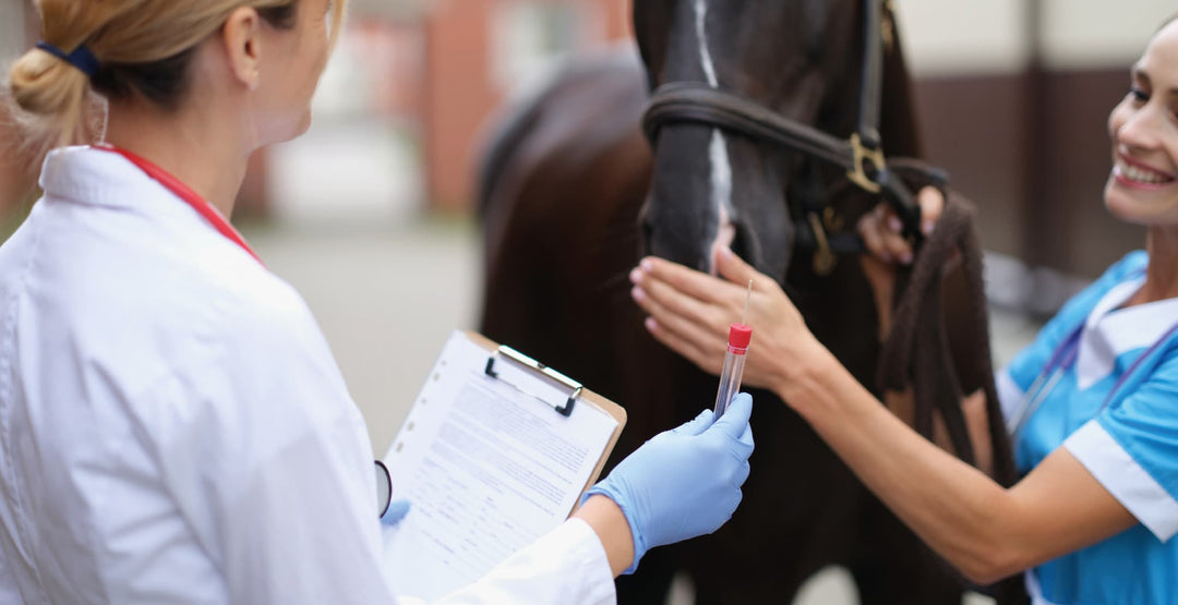 Are NSAID Painkiller Medications Helpful or Harmful to Horses ...