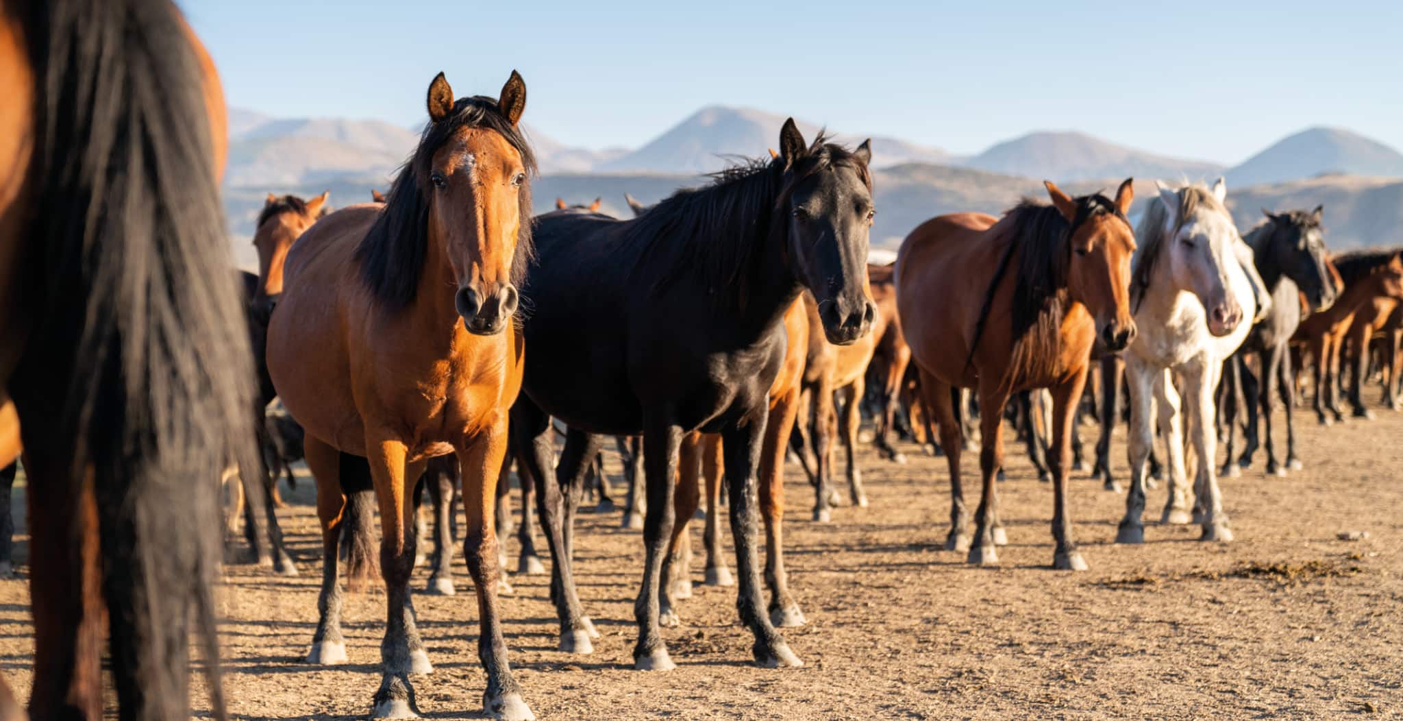Anecdotal study on 25 horses diagnosed with Windgalls using Advanced M ...